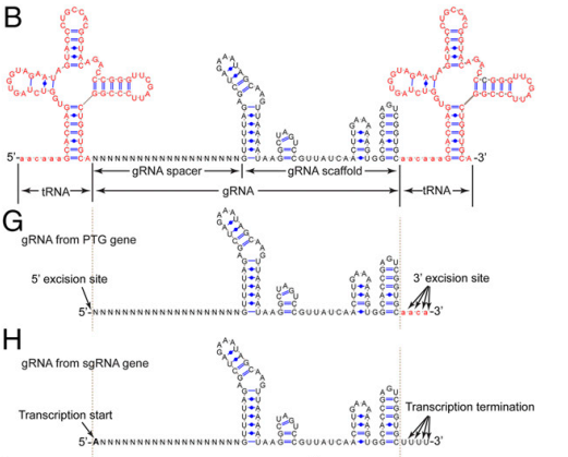 谢卡斌-PNAS.gRNA-tRNA - 《CRISPR.genome.edting》 - 极客文档