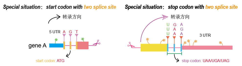 提取代表转录本之 gencode - 《R编程笔记》 - 极客文档