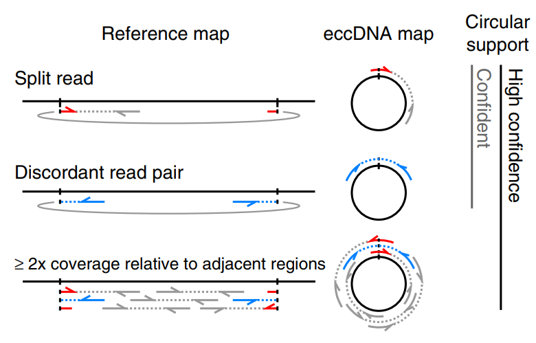 3 结果解读 - 3.2 eccDNA表达谱 - 《eccDNA-seq》 - 极客文档